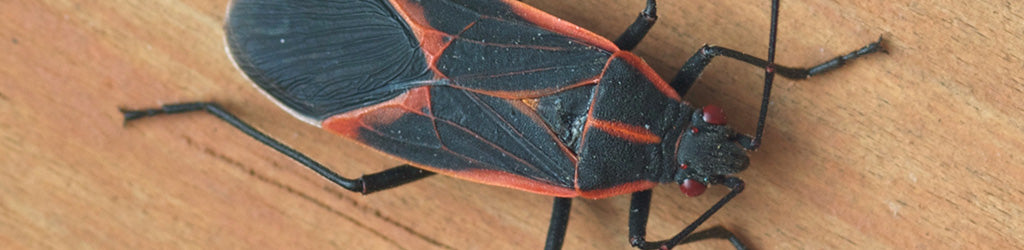 Box Elder Bugs – Zamzows store