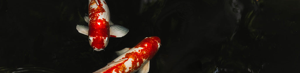 Preventing and Treating Ich in Your Pond – Zamzows store