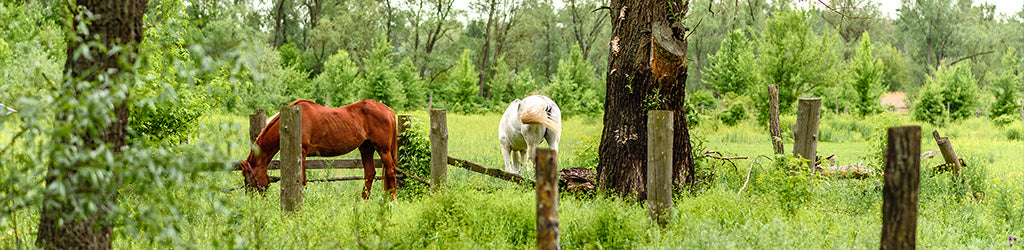 Selenium Deficiency in Horses – Zamzows store