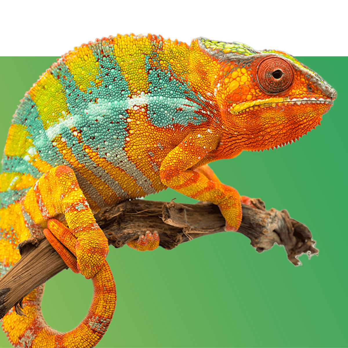 Reptile and Amphibian Supplies | Reptile Supplies – Zamzows store